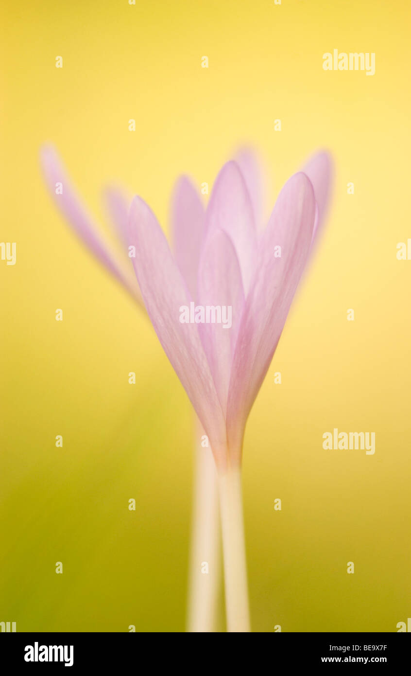 Poison crocus Banque de photographies et d’images à haute résolution ...