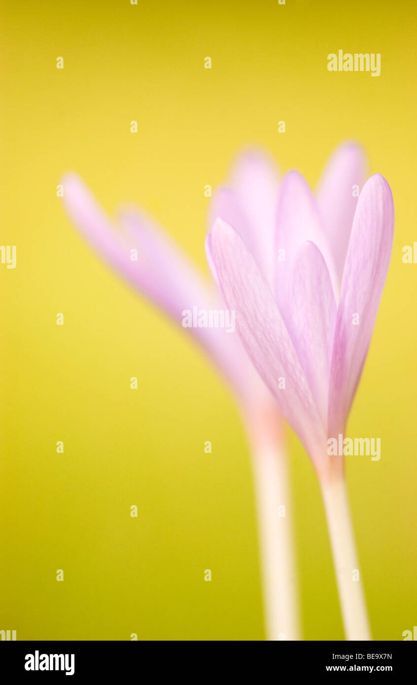 Poison crocus Banque de photographies et d’images à haute résolution ...