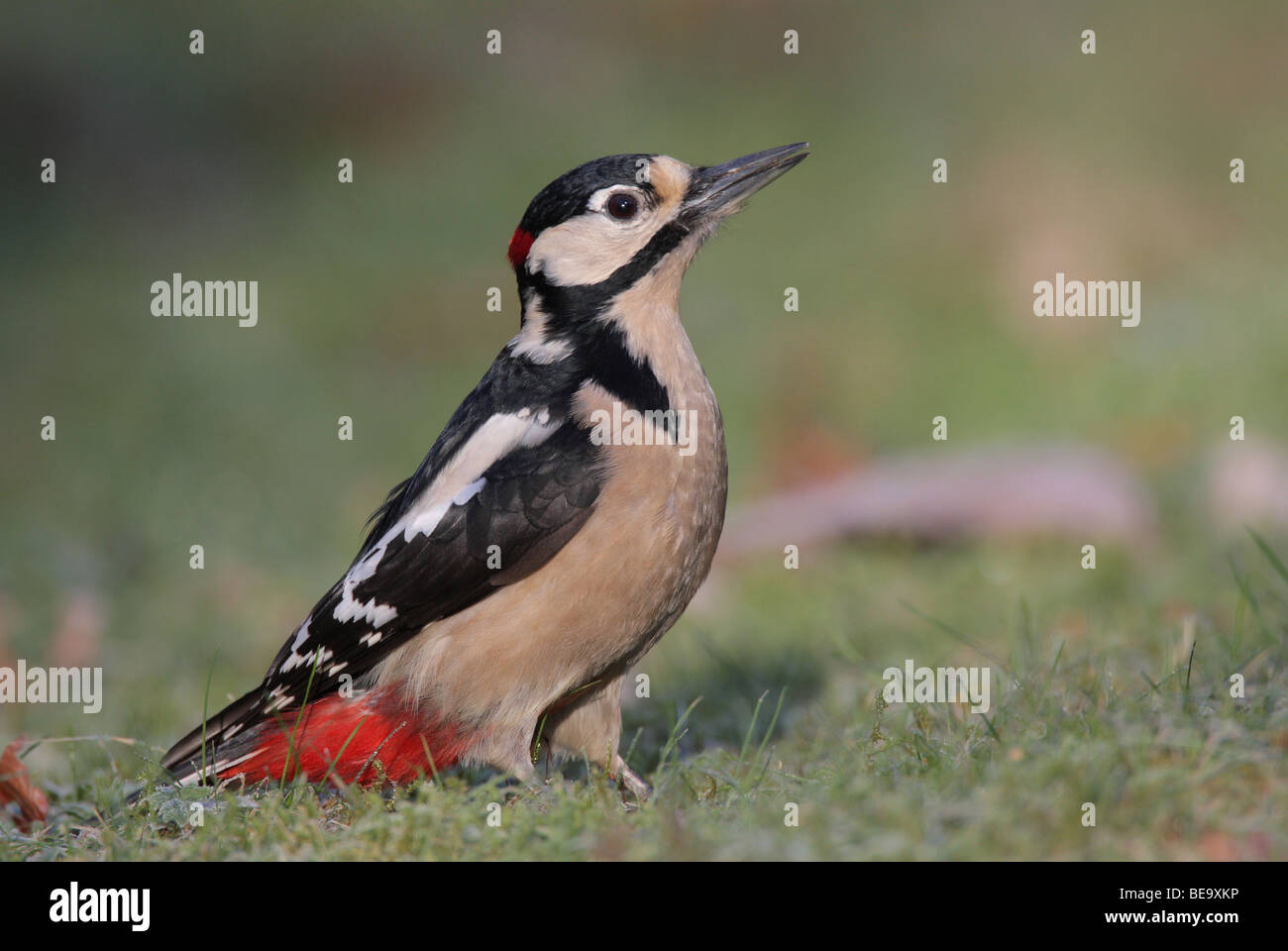Grote bonte specht op de grond Banque de photographies et d’images à ...
