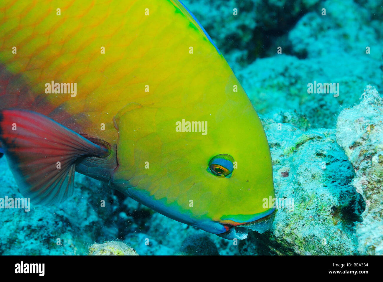 Poisson perroquet gibbus Banque de photographies et d’images à haute ...