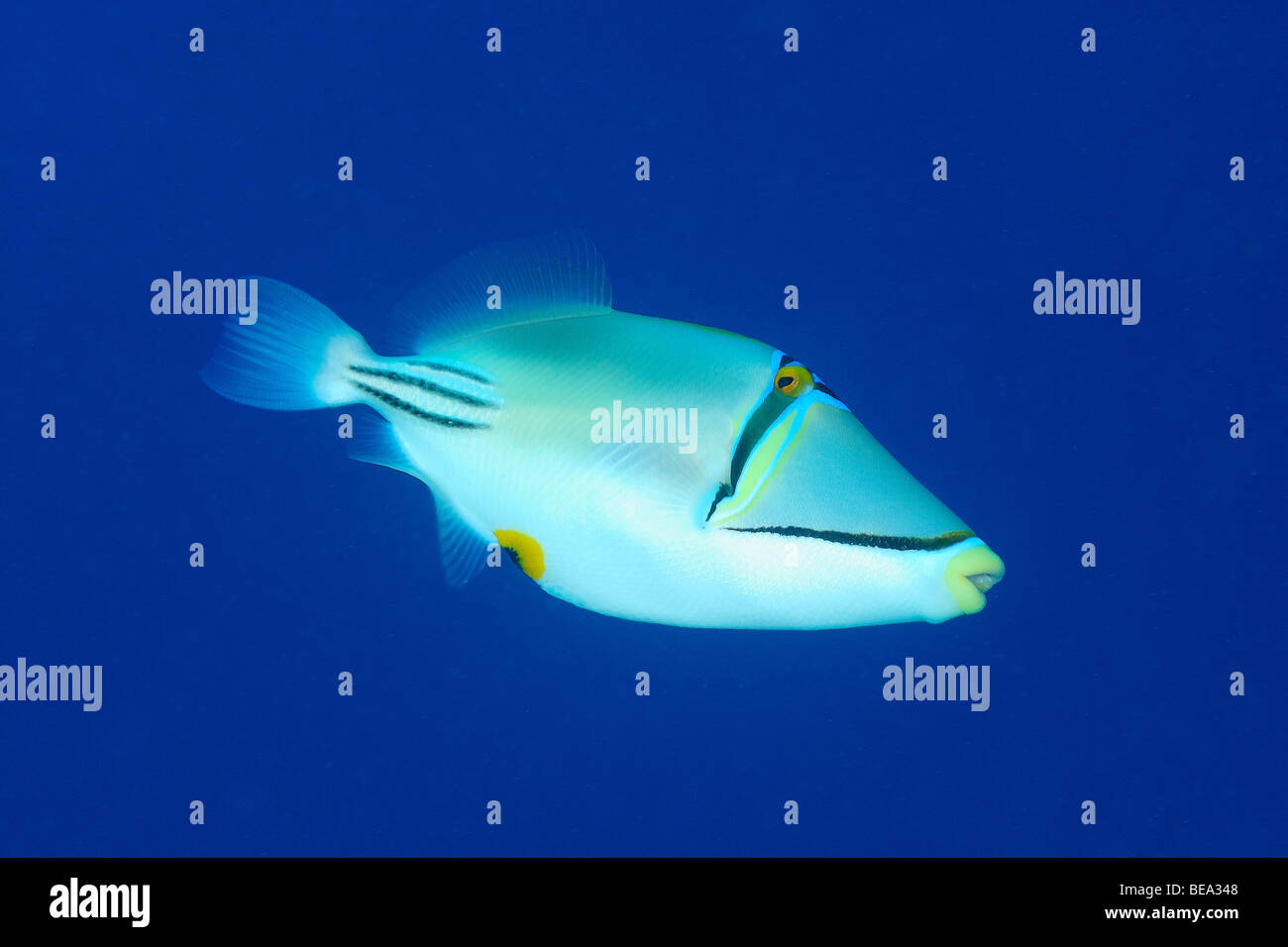 Baliste de mer rouge picasso Banque de photographies et d’images à ...