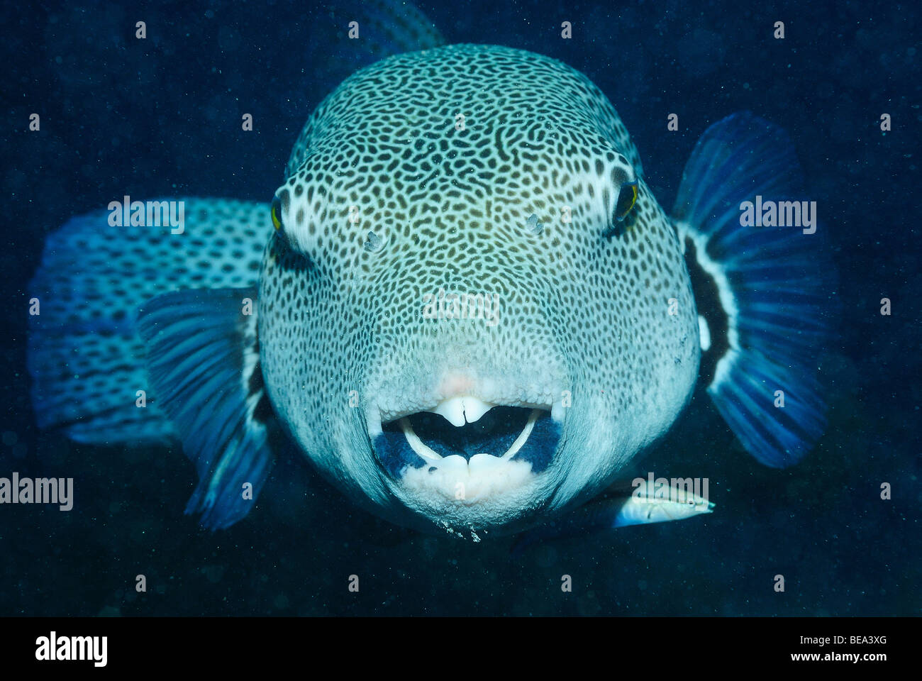 Nom scientifique arothron stellatus Banque de photographies et d’images ...