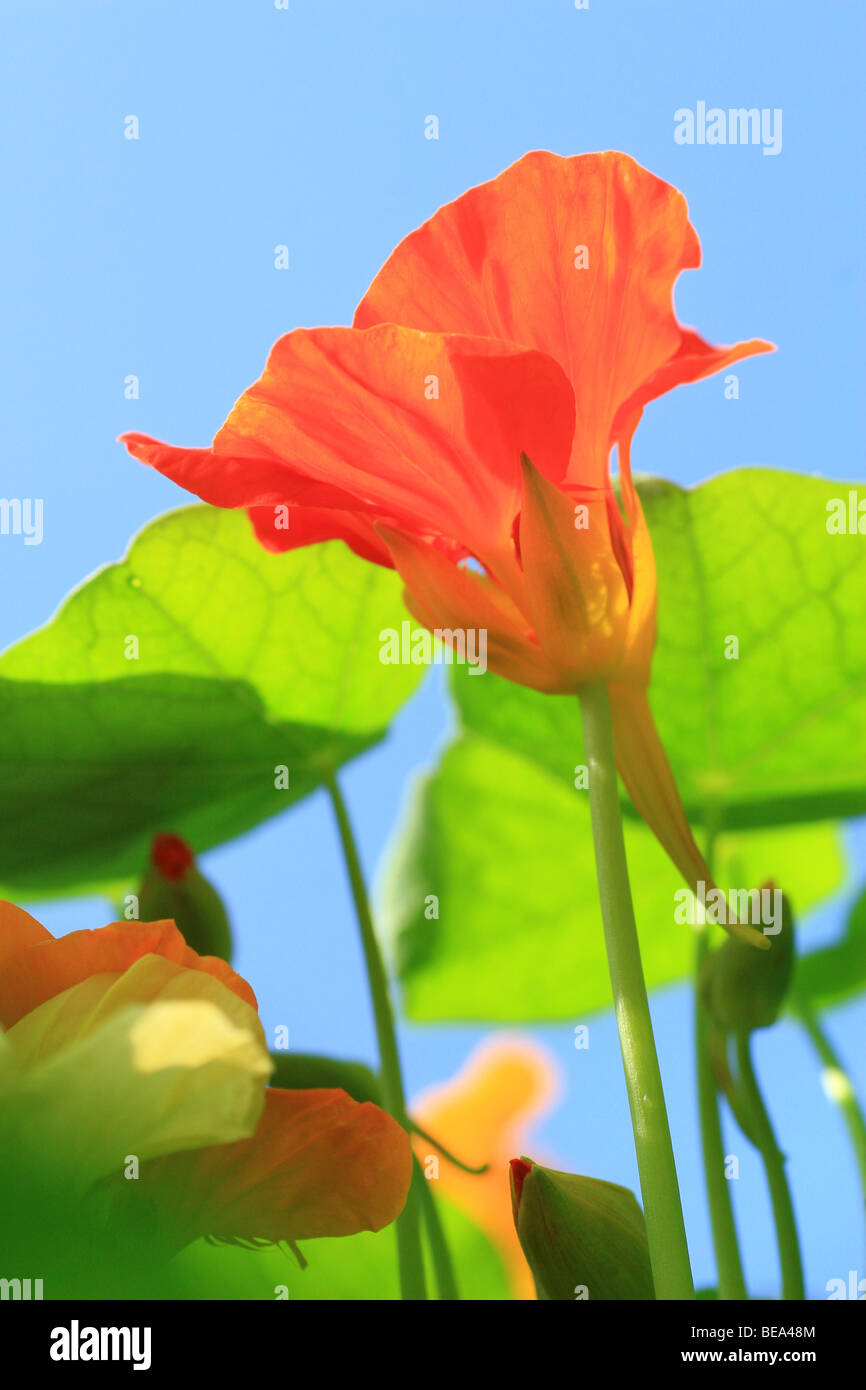Capucine est une fleur décorative et comestible qui fleurit tout l'été ...