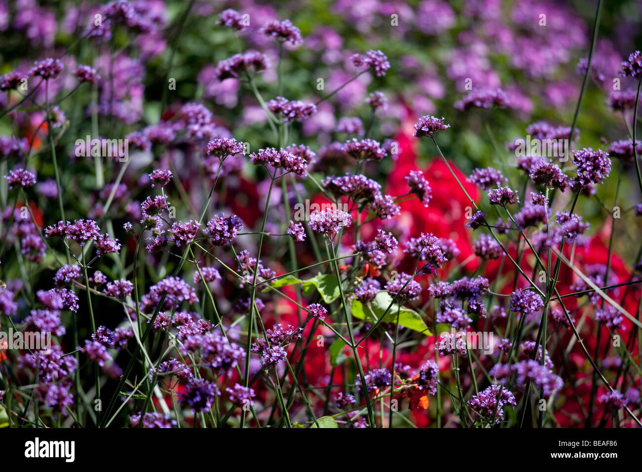 Fleurs royales Banque de photographies et d’images à haute résolution ...