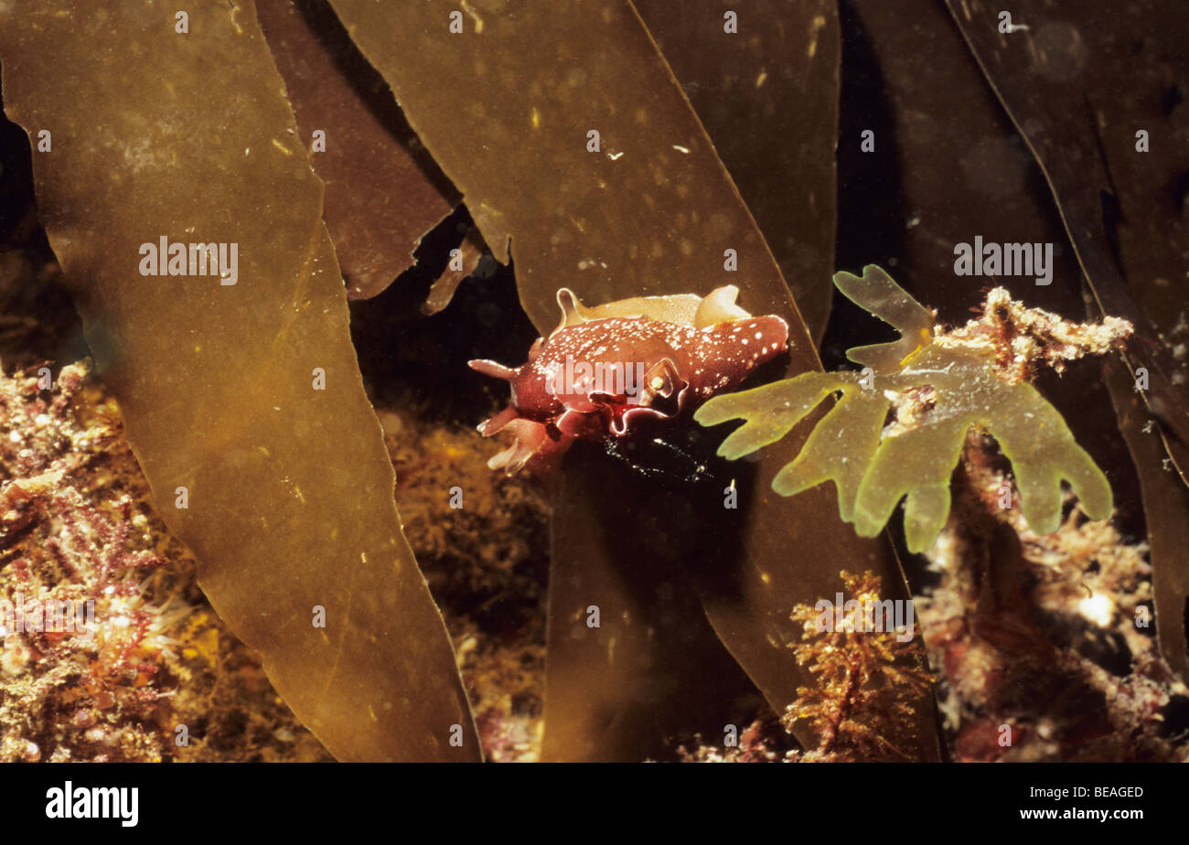 Limaces de mer Banque de photographies et d’images à haute résolution ...