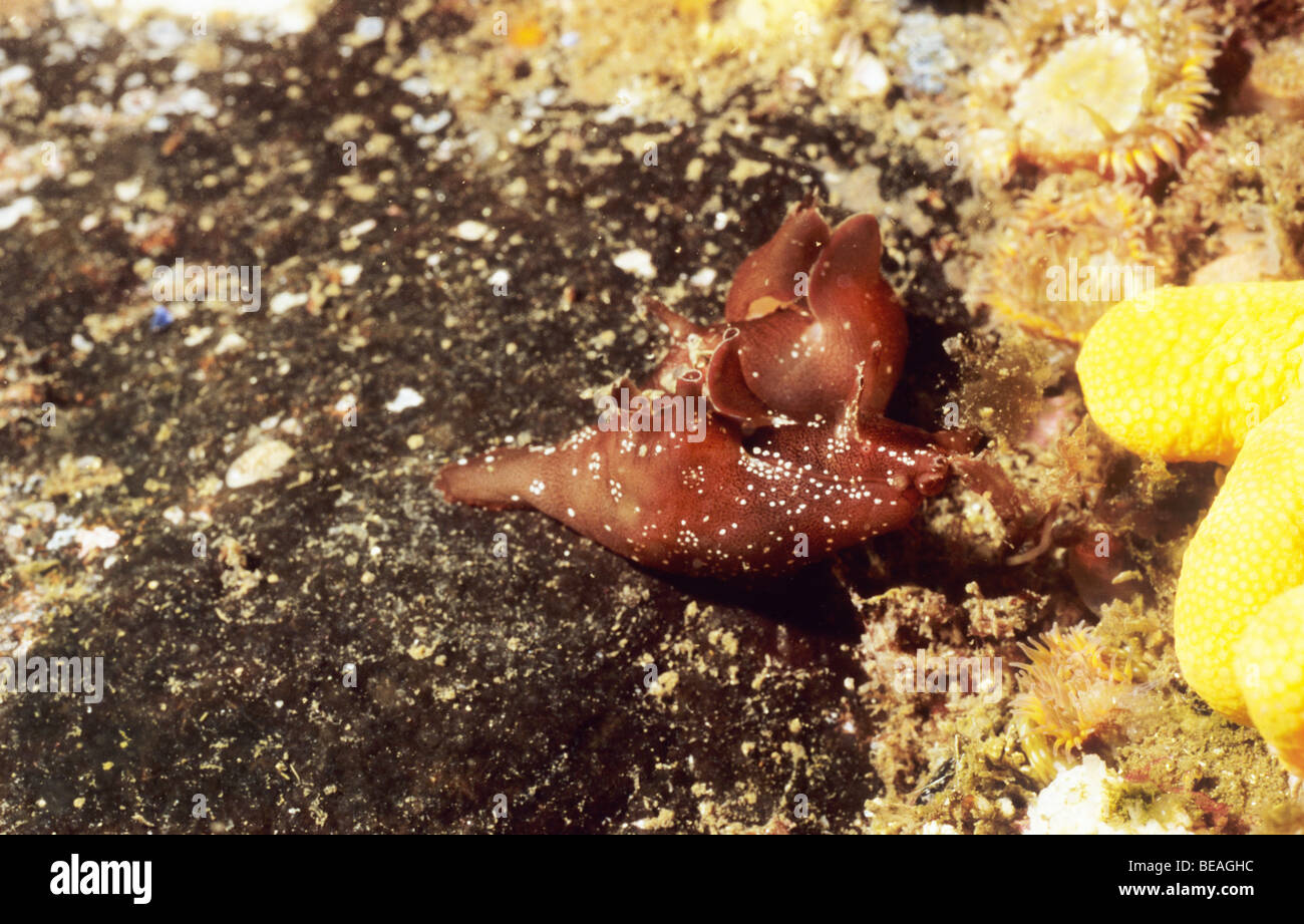 Limaces de mer Banque de photographies et d’images à haute résolution ...