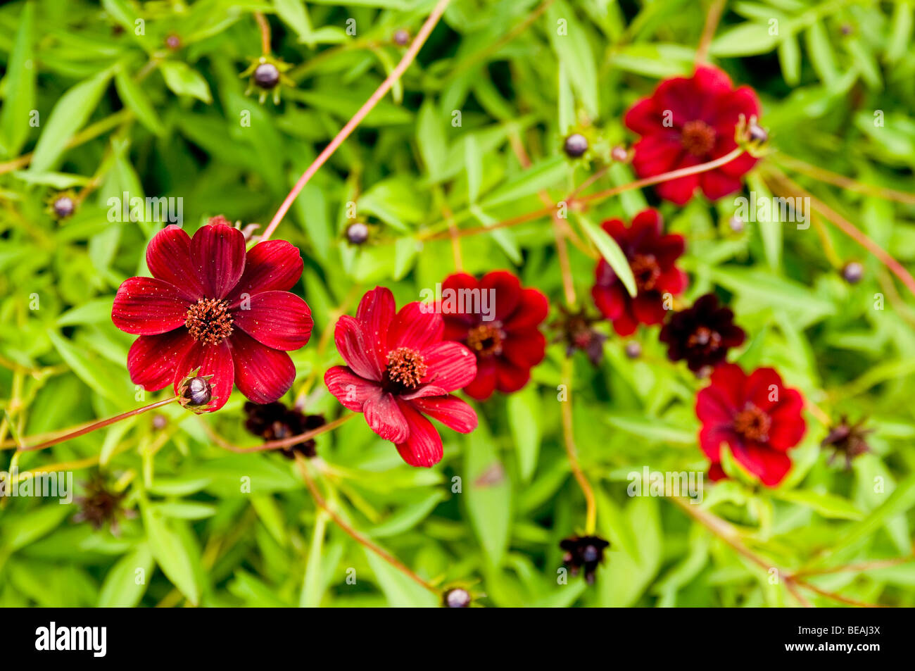 Fleurs Texture Banque d'image et photos - Alamy