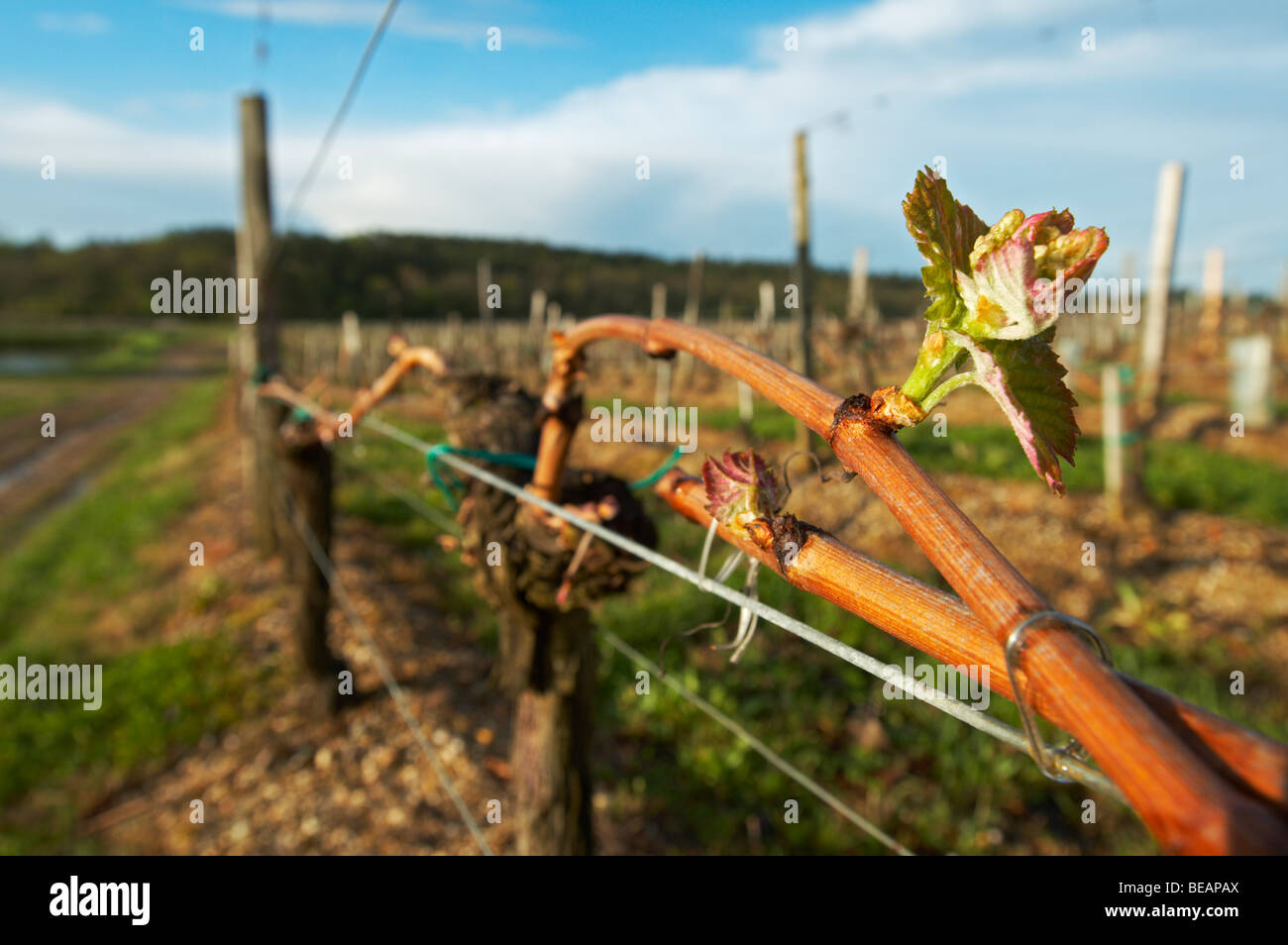 Vigne de guyot Banque de photographies et d’images à haute résolution ...