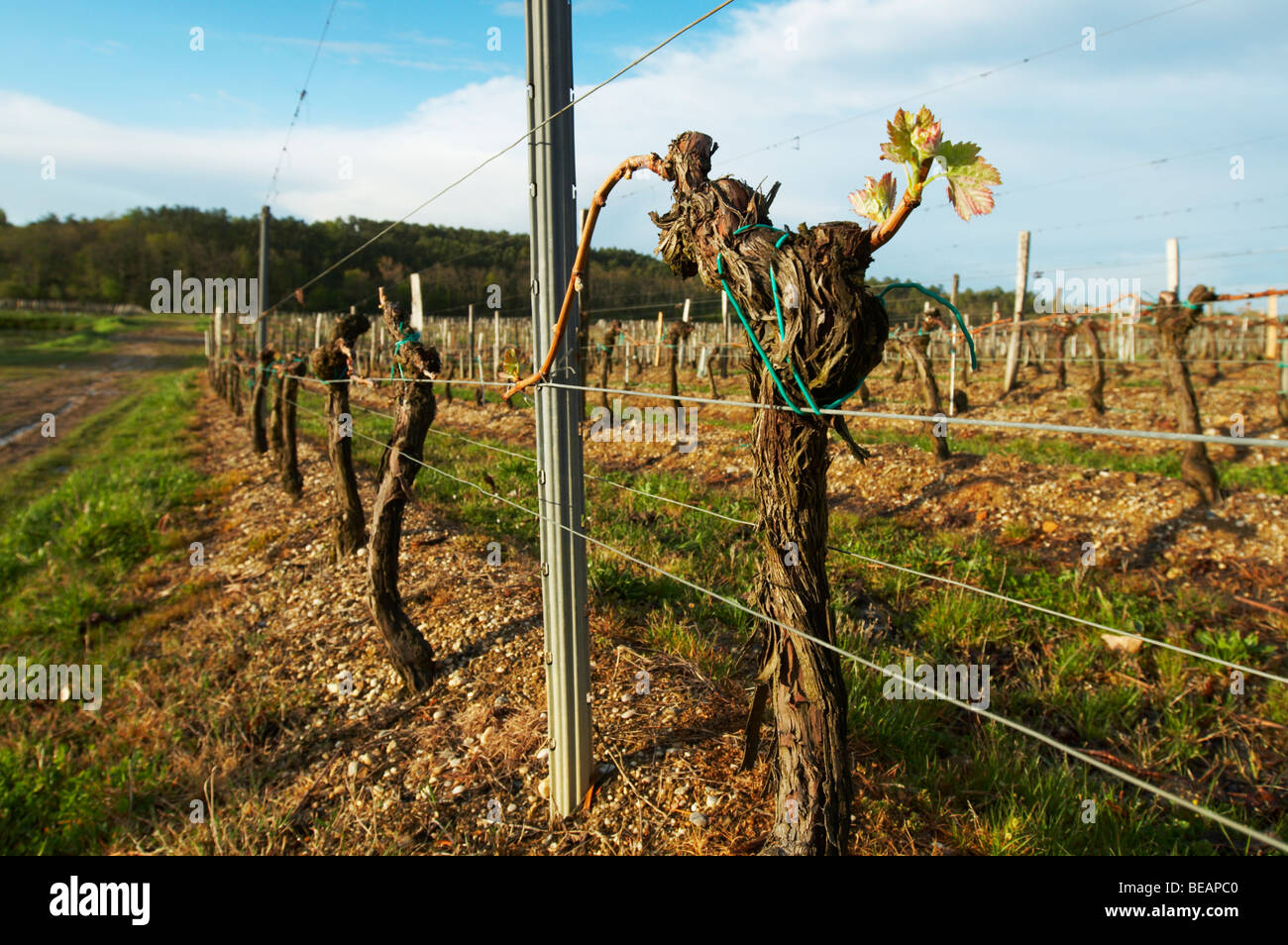 Vigne de guyot Banque de photographies et d’images à haute résolution ...