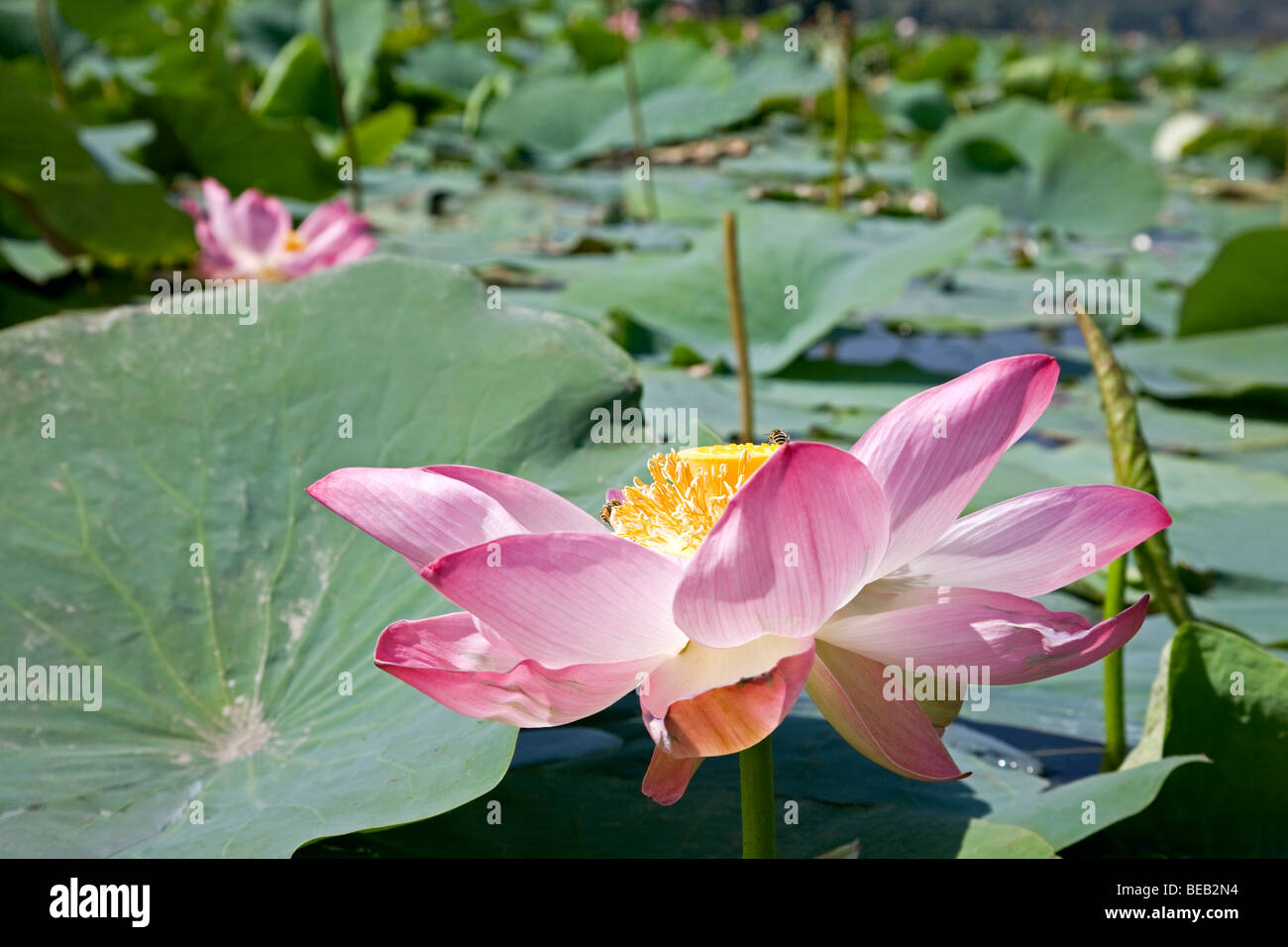 Pink lotus the national flower of india Banque de photographies et d ...