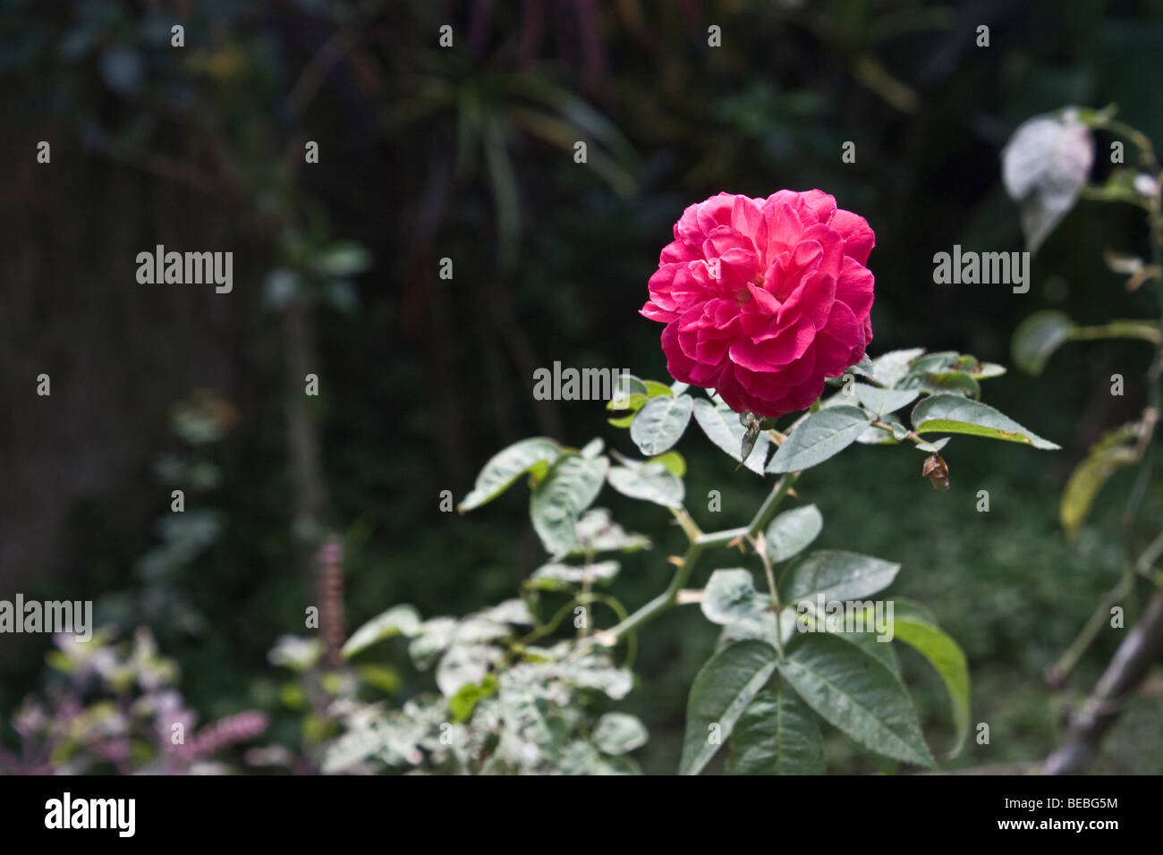 Rose flower Banque de photographies et d’images à haute résolution - Alamy