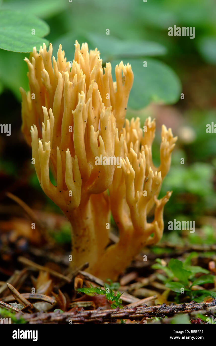 Champignon corail orange Banque de photographies et d’images à haute ...