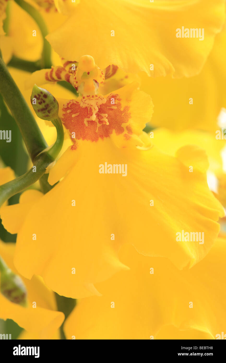 Oncidium sphacelatum Banque de photographies et d’images à haute ...