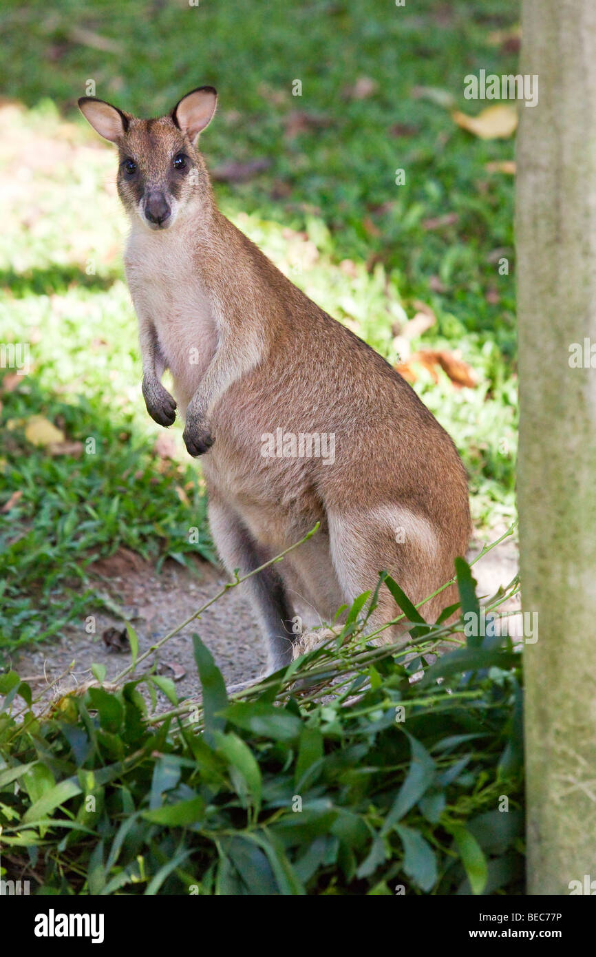 Un kangourou Banque de photographies et d’images à haute résolution - Alamy