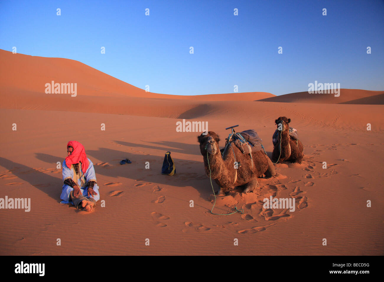 Homme sahara désert chameaux Banque de photographies et d’images à ...