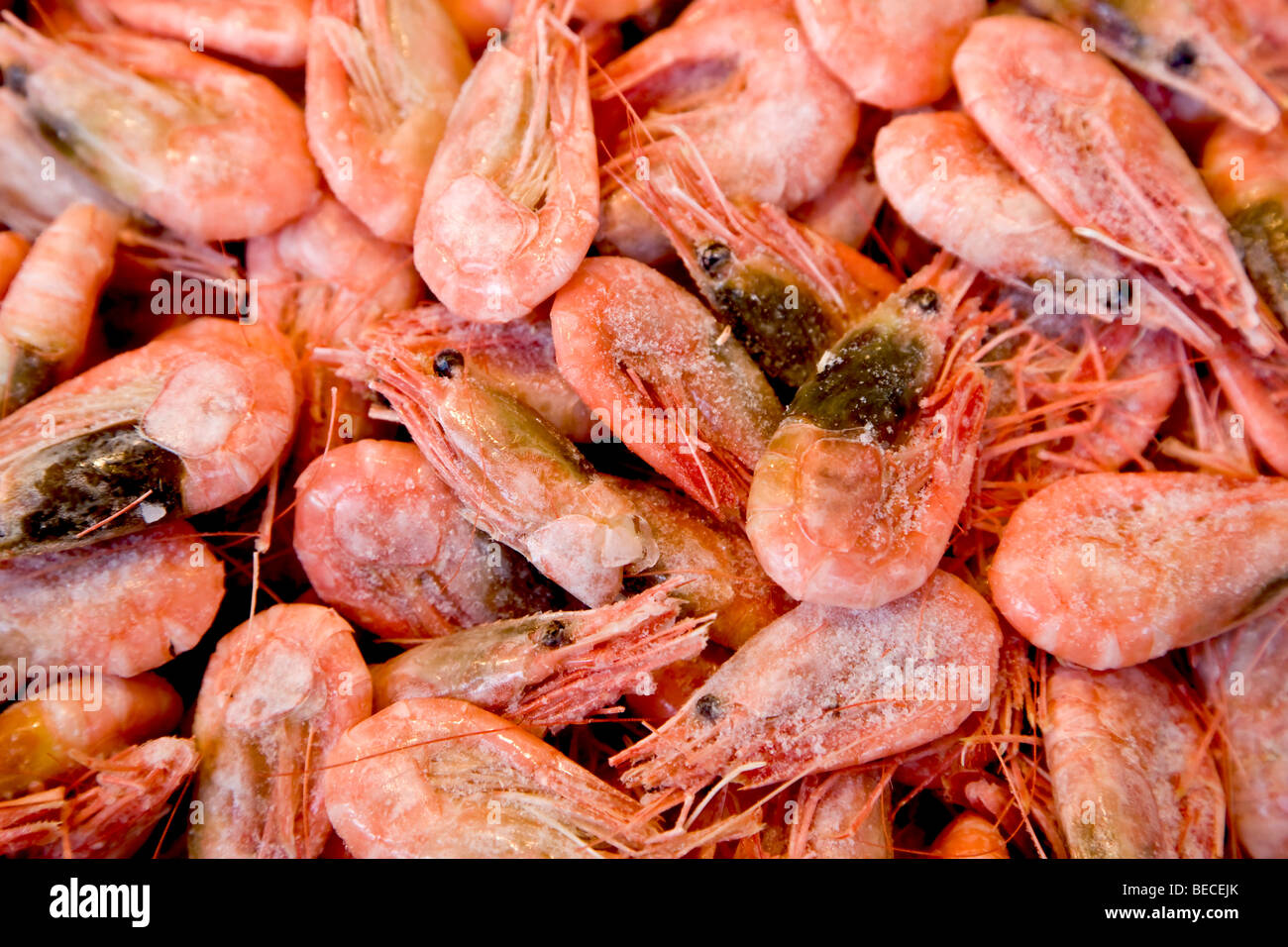 Crevettes roses Banque de photographies et d’images à haute résolution ...