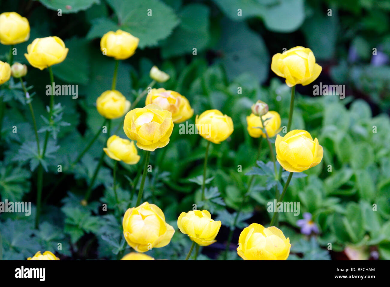 Trollius x cultorum Banque de photographies et d’images à haute ...