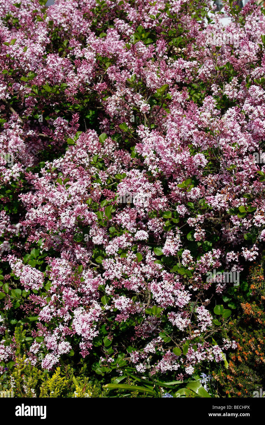 Lilas nain Banque de photographies et d’images à haute résolution - Alamy