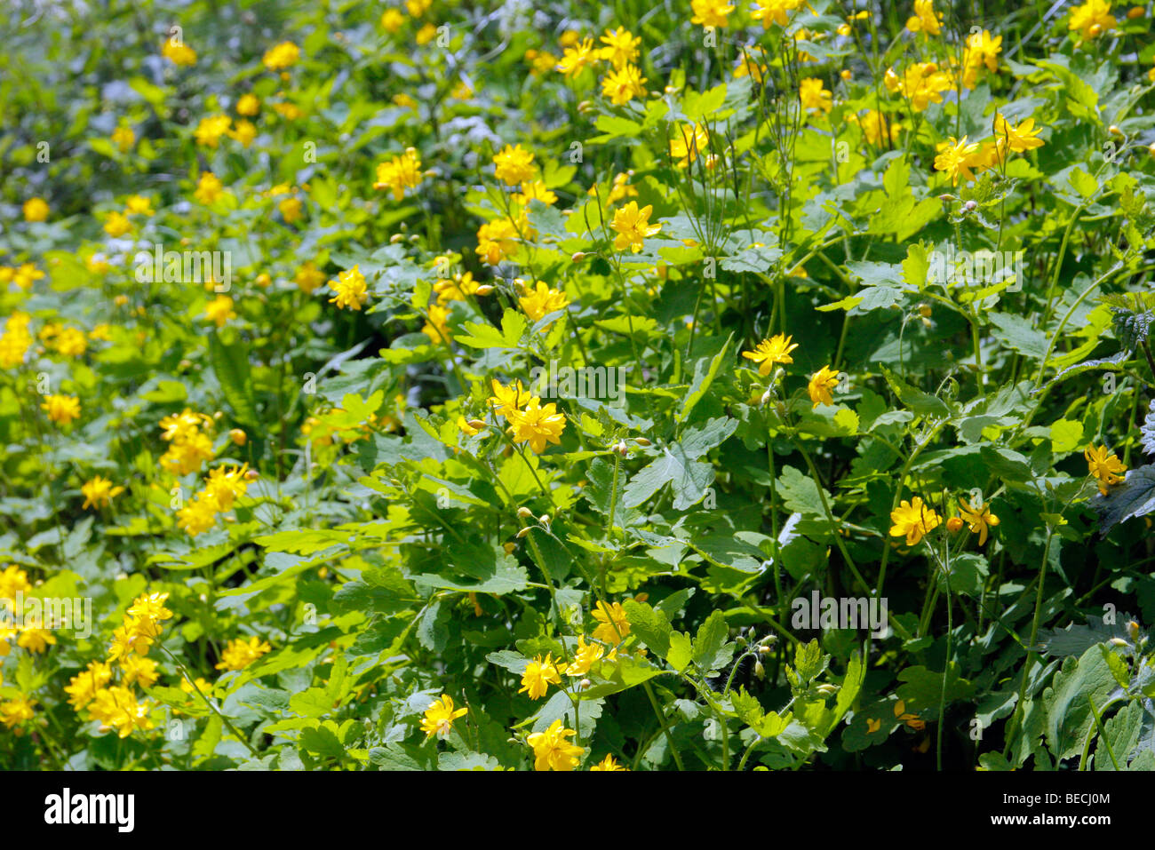 Grande chélidoine Banque de photographies et d’images à haute ...