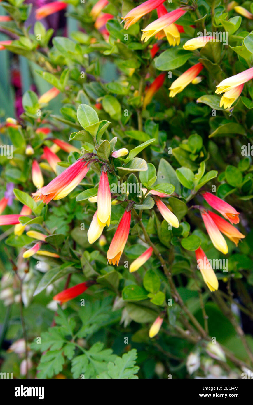 Jacobinia jacobinia pauciflora Banque de photographies et d’images à ...