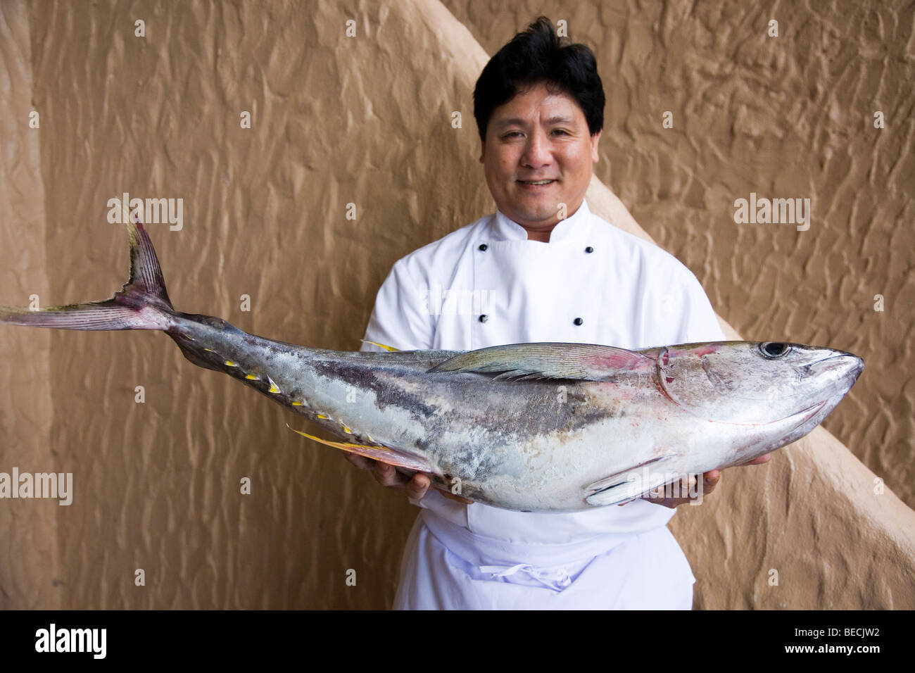 Albacore tuna Banque de photographies et d’images à haute résolution ...