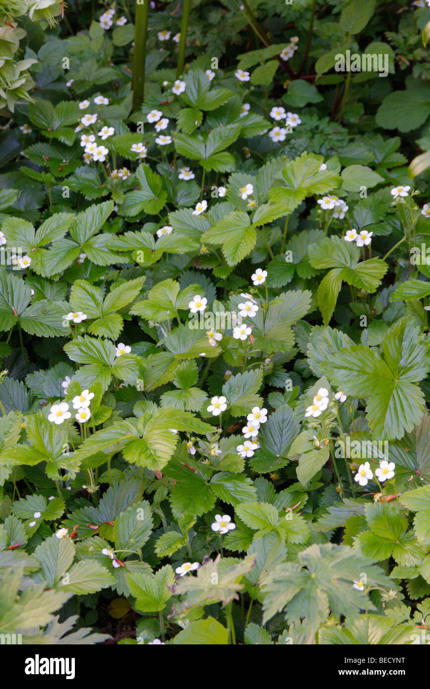 Fraise sauvage Banque de photographies et d’images à haute résolution ...