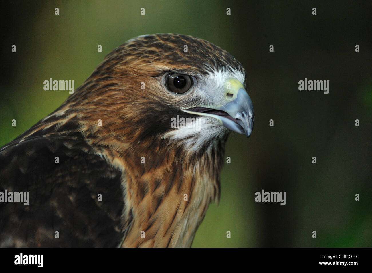 La buse à queue rousse, Buteo jamaicensis, Floride, captive Photo Stock - Alamy