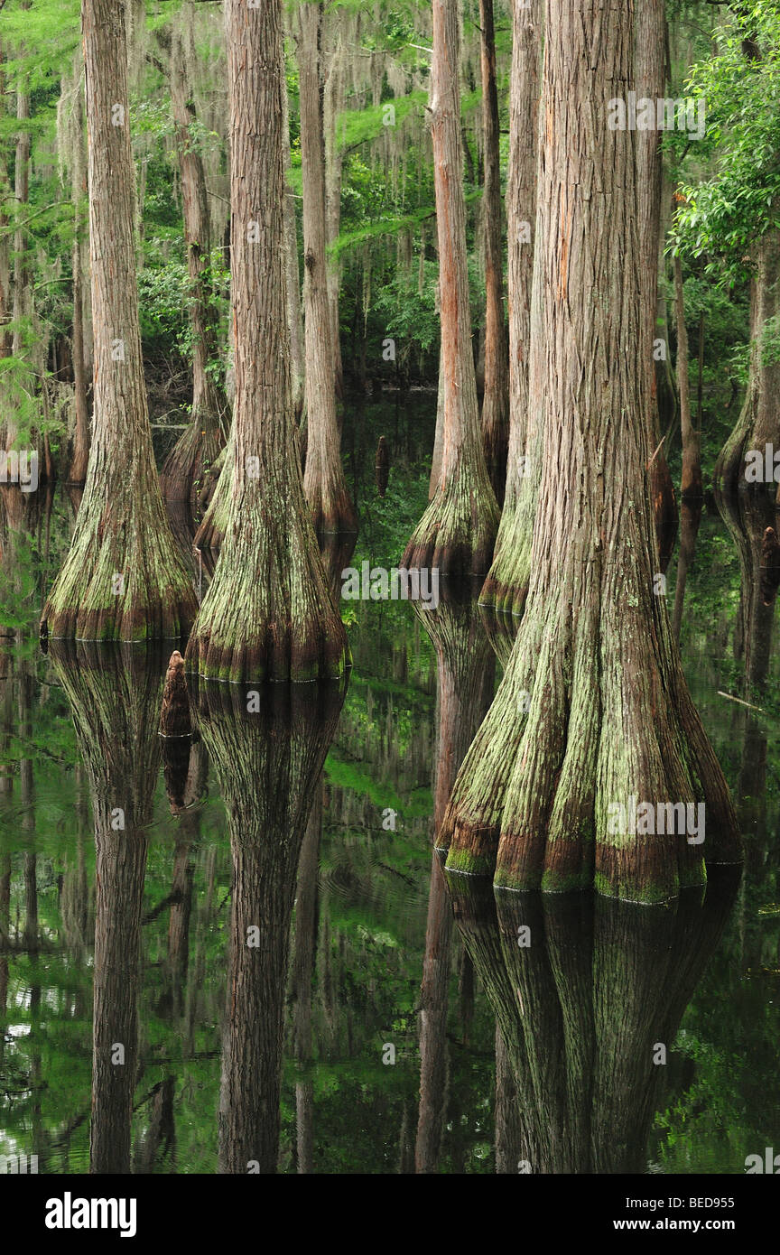 Marais De Cyprès Chauve Banque d'image et photos - Alamy