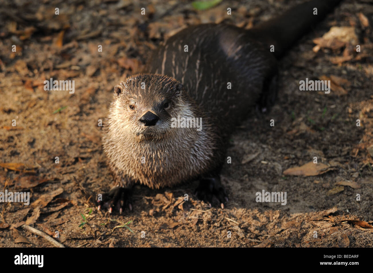 La loutre de rivière, Lontra canadensis, Floride, captive Photo Stock ...