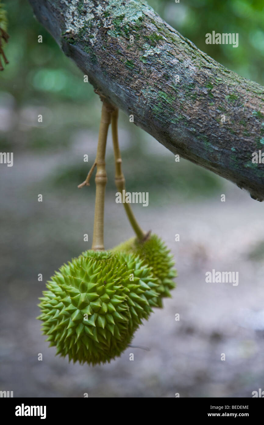 Arbre durian avec des fruits Banque de photographies et d’images à haute résolution - Alamy