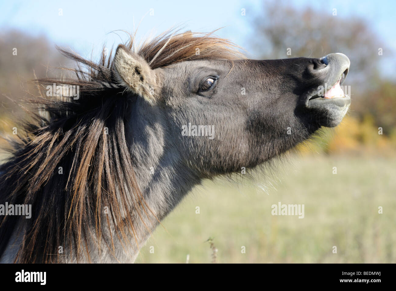 Konik polonais ou cheval primitif, réaction flehmen Photo Stock - Alamy