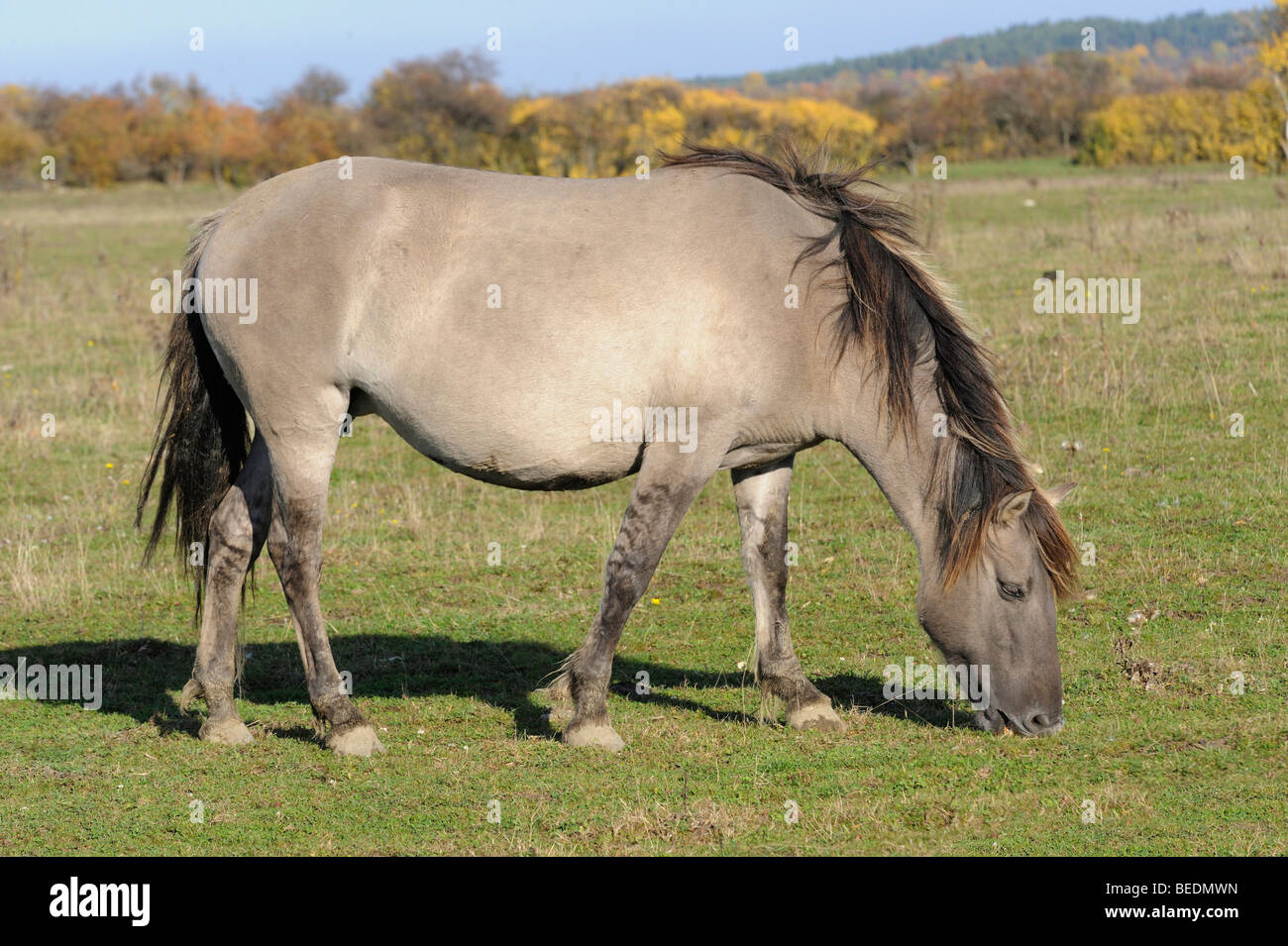 Konik horse Banque de photographies et d’images à haute résolution - Alamy