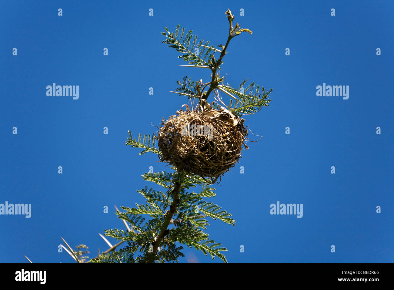 Des nids d'oiseaux dans des arbres Banque de photographies et d’images ...
