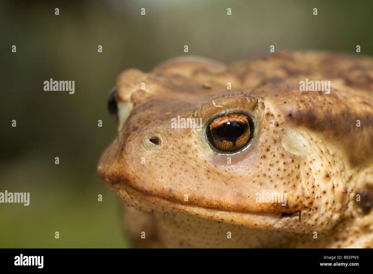 Mignon crapaud Banque de photographies et d’images à haute résolution ...