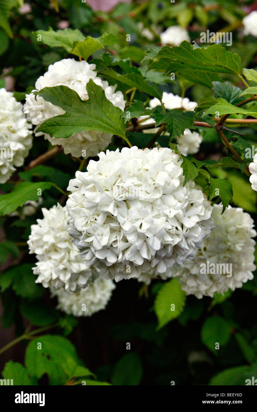 Viburnum opulus 'Sstérile syn' Viburnum opulus 'Roseum' AGM Photo Stock ...