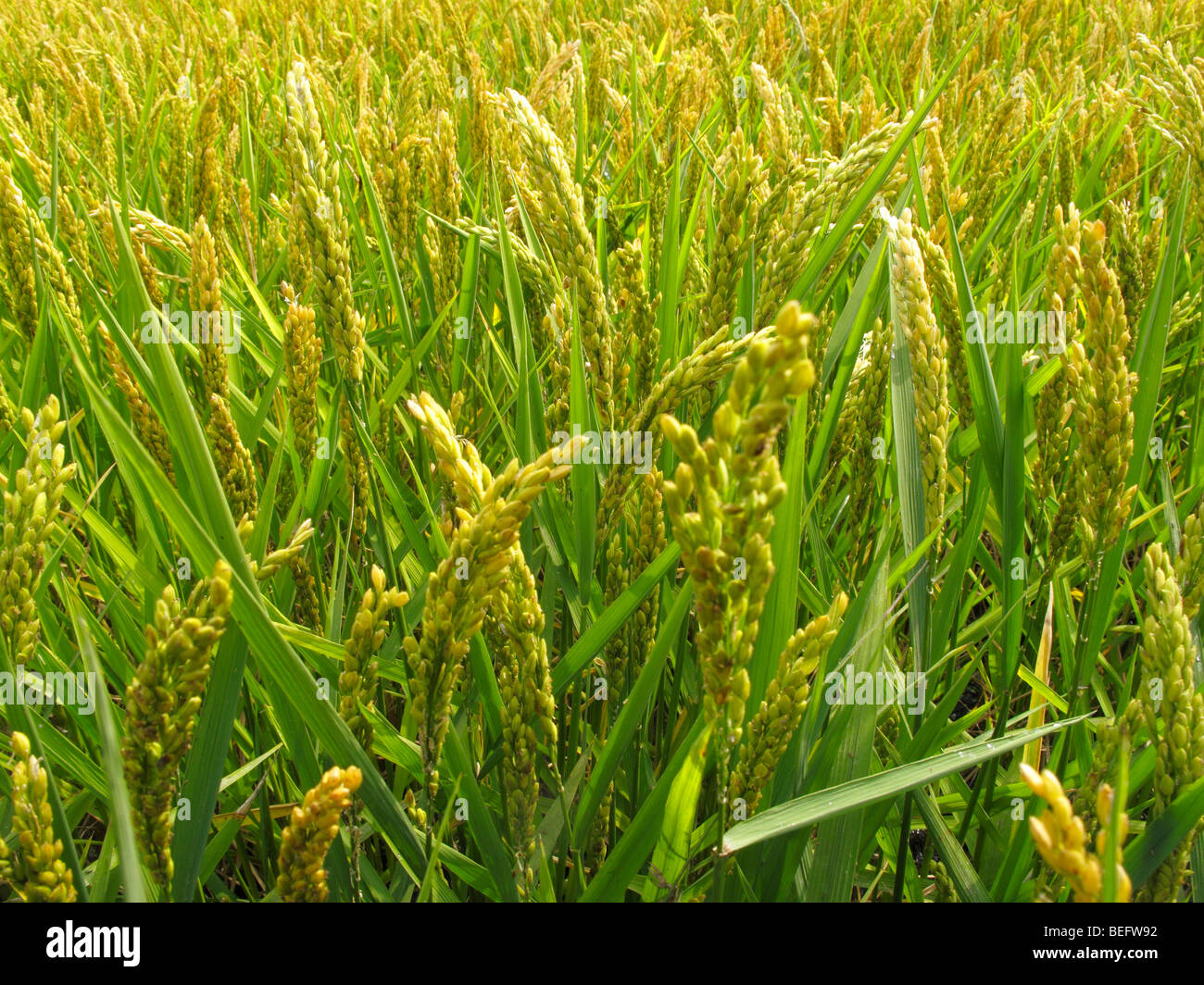 Rice field italy Banque de photographies et d’images à haute résolution ...