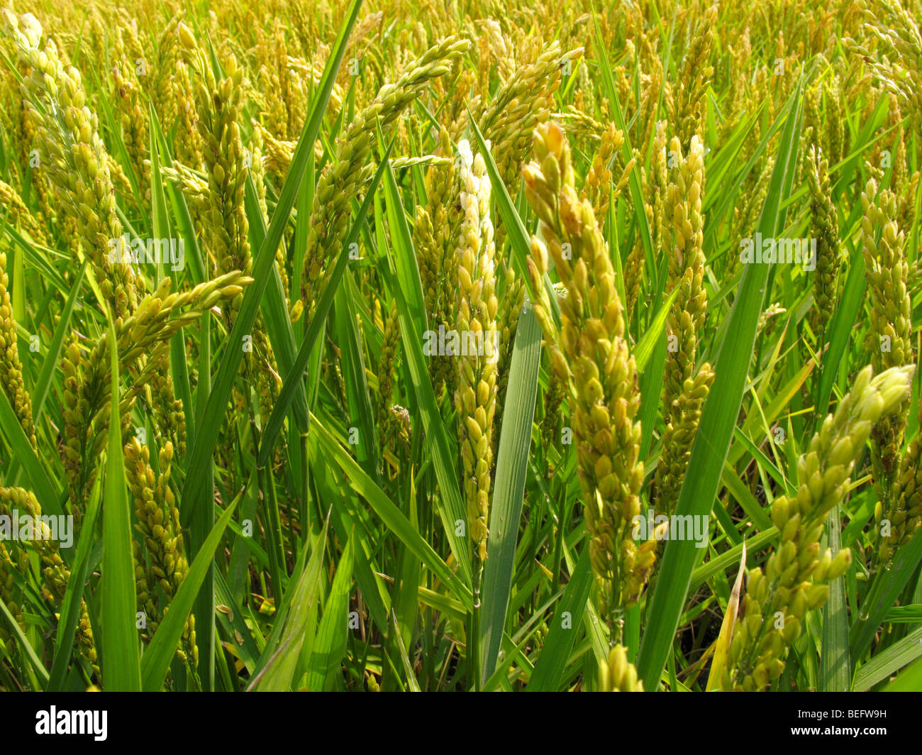 Rice field italy Banque de photographies et d’images à haute résolution ...