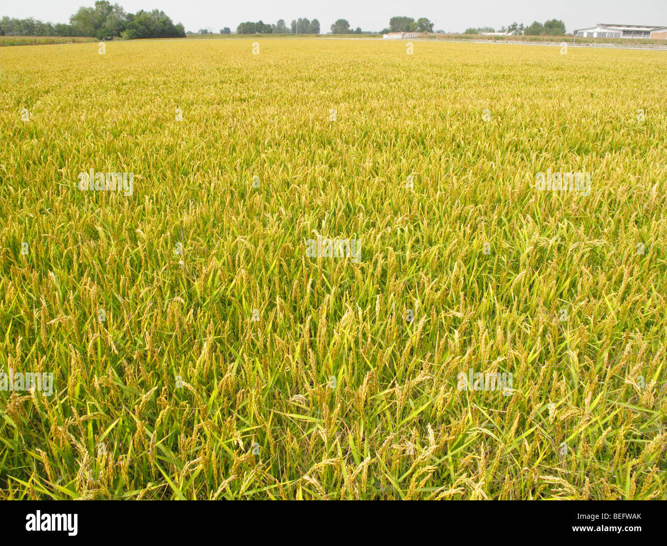 Rice field italy Banque de photographies et d’images à haute résolution ...