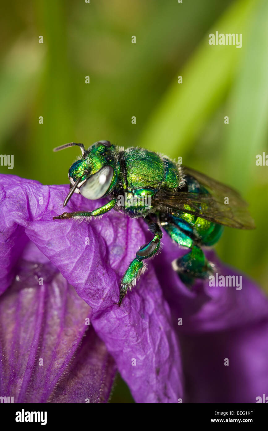 Abeille d'orchidée verte Banque de photographies et d’images à haute ...