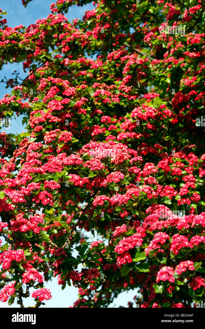 Crataegus laevigata pauls scarlet Banque de photographies et d’images à ...