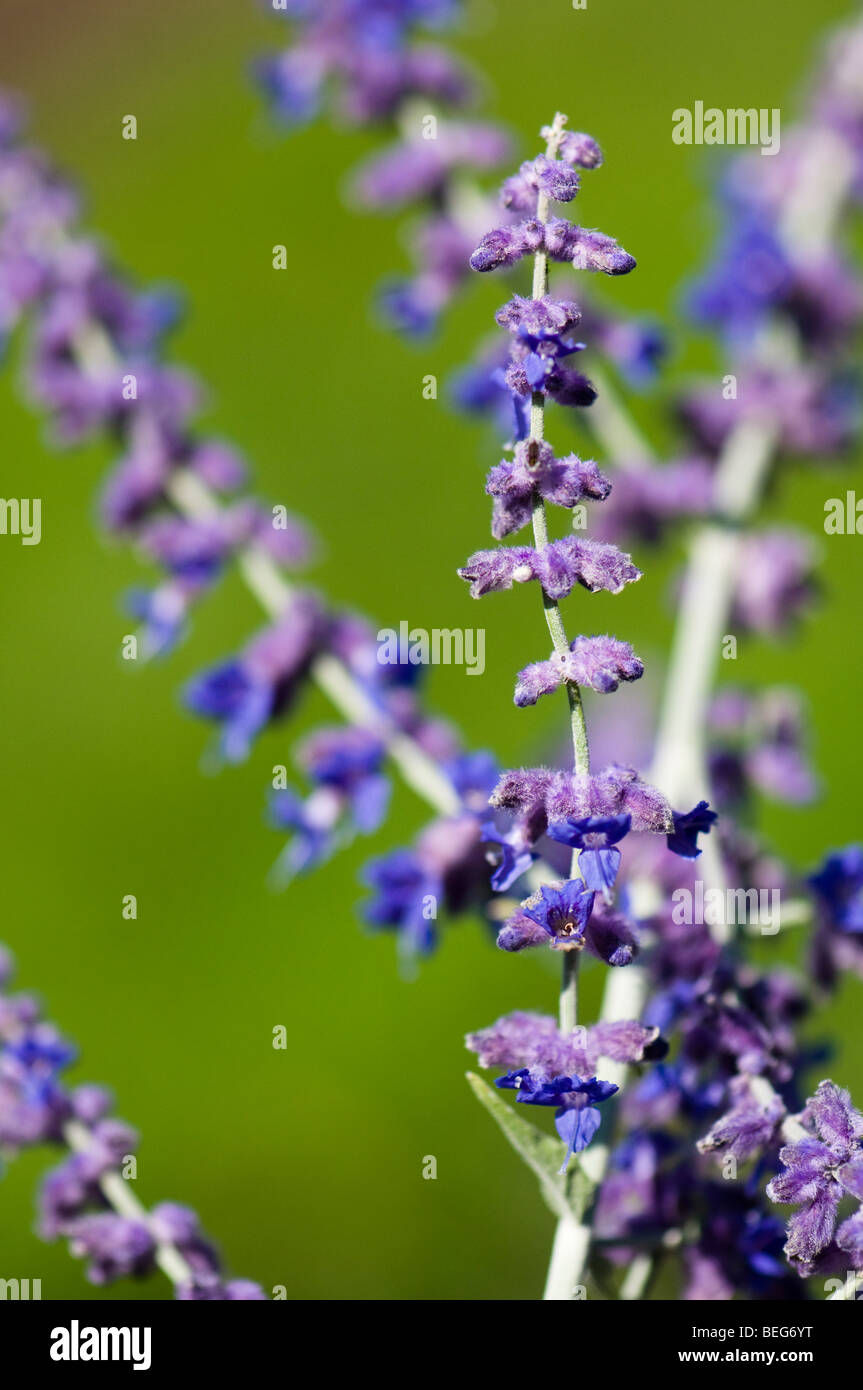Perovskia blue spire Banque de photographies et d’images à haute ...