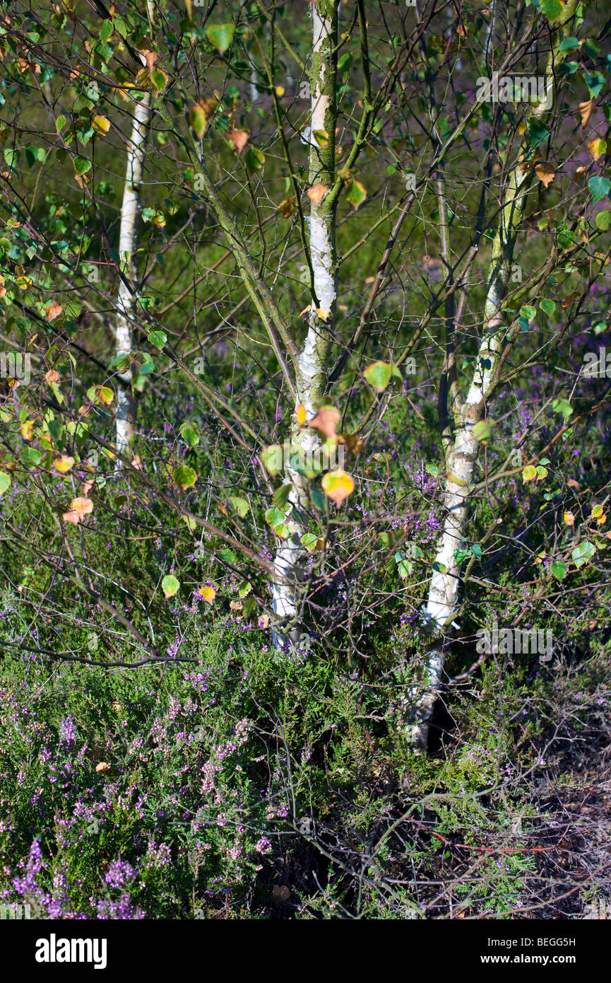 Mortimer forest Banque de photographies et d’images à haute résolution ...