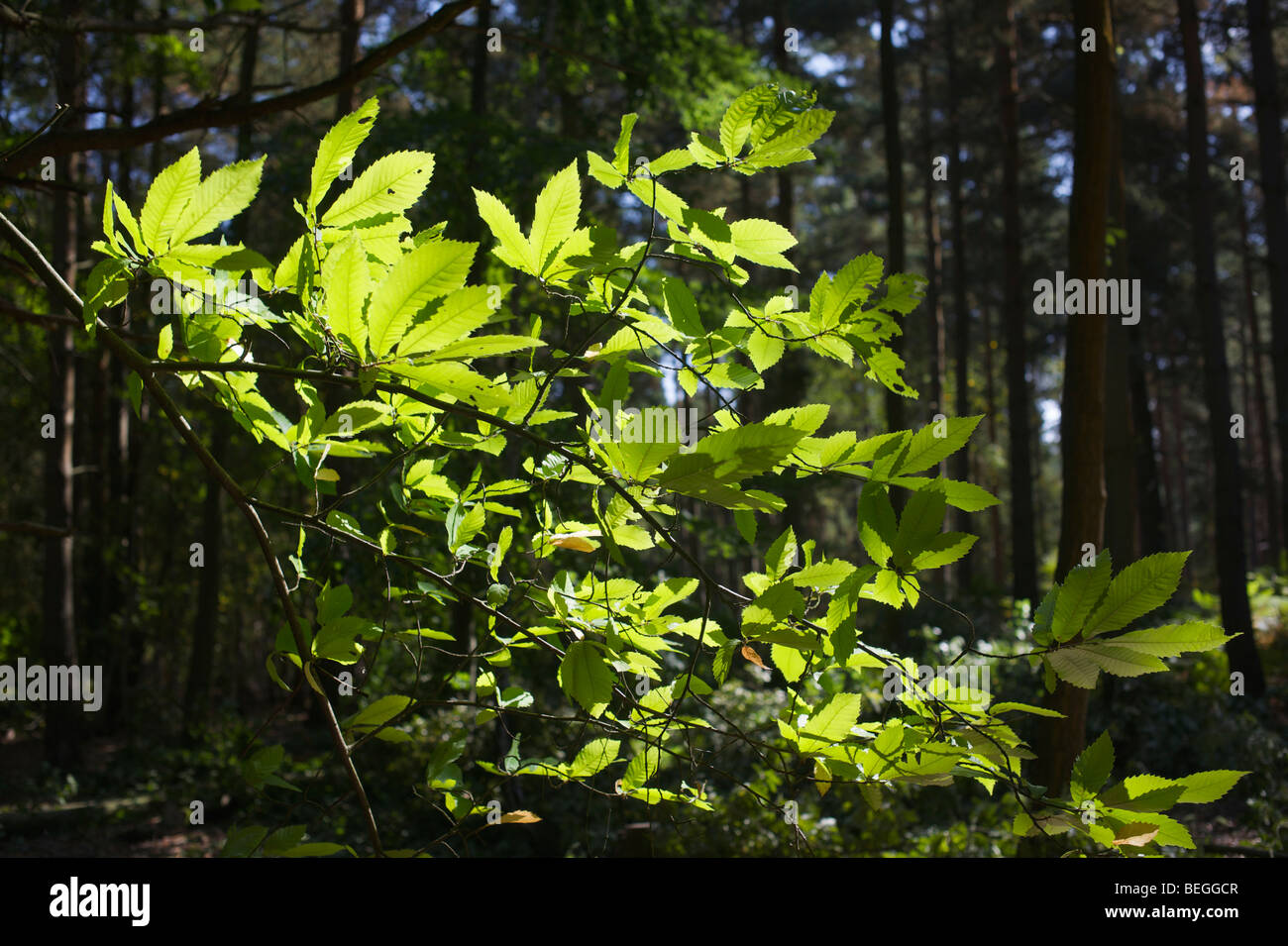 Mortimer forest Banque de photographies et d’images à haute résolution ...