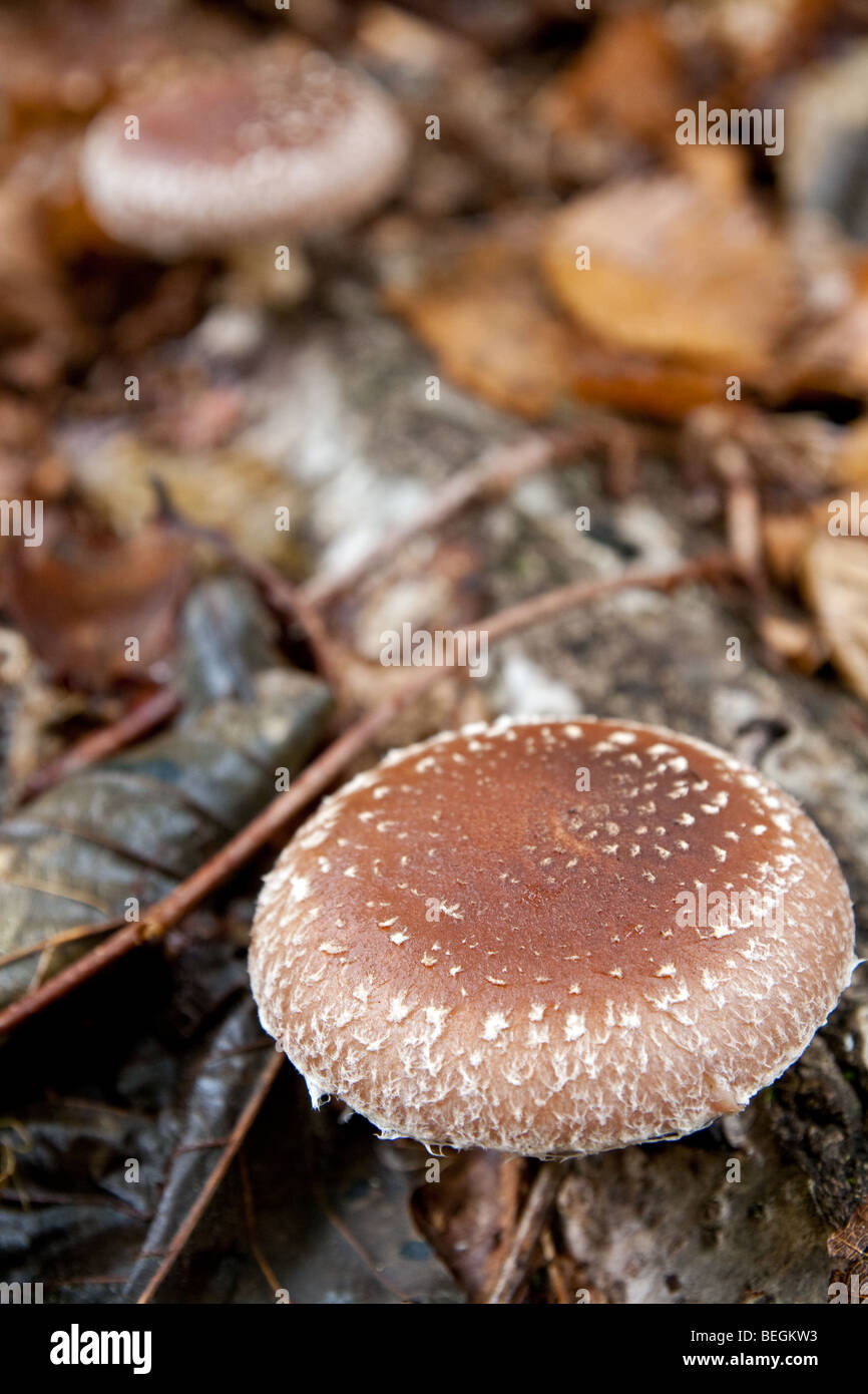 Champignon shiitake Banque de photographies et d’images à haute ...