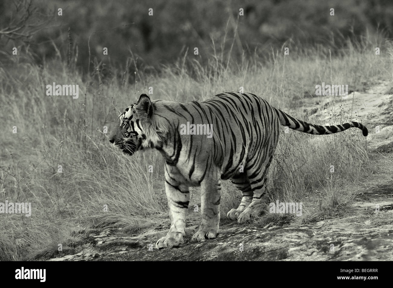 Tigre du bengale royal Banque de photographies et d’images à haute ...