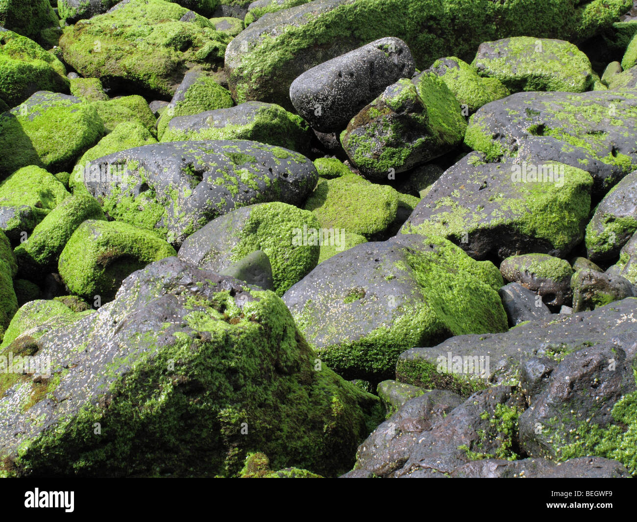 Rochers couverts de mousse sur la plage Banque de photographies et d ...