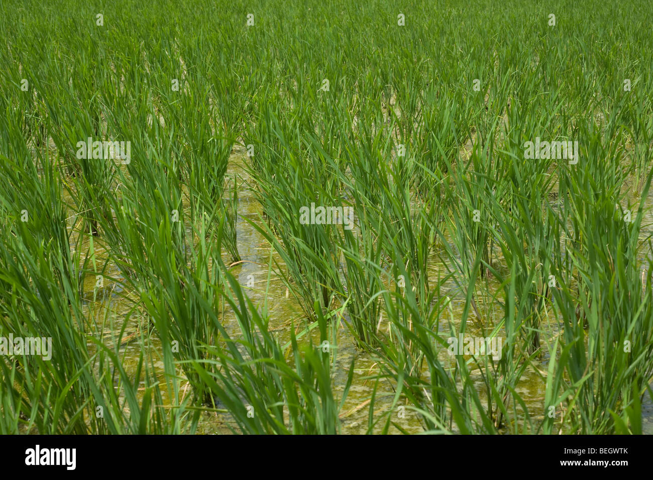 Riz de plantation Banque de photographies et d’images à haute ...