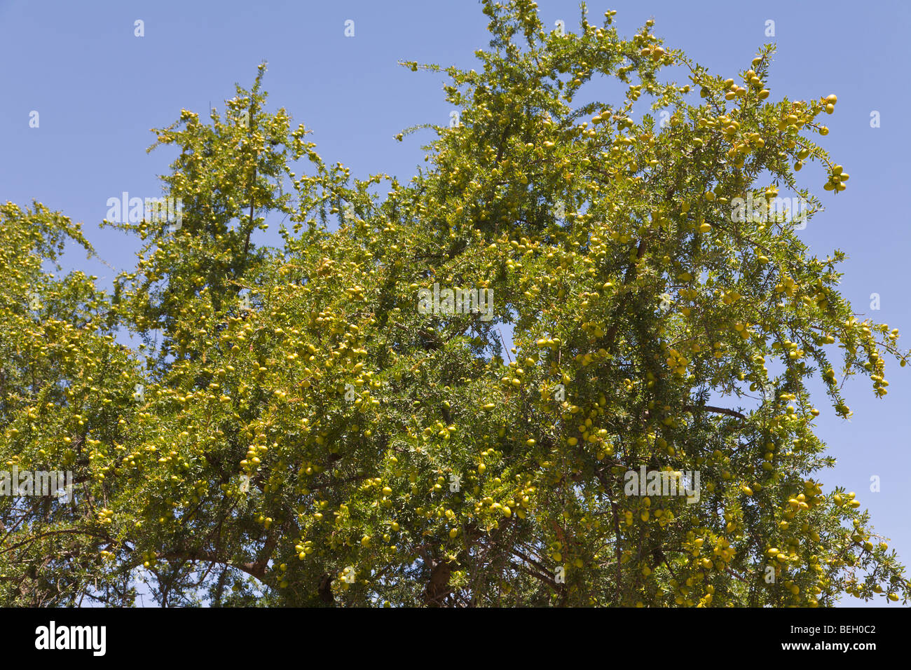 Argan tree Banque de photographies et d’images à haute résolution - Alamy