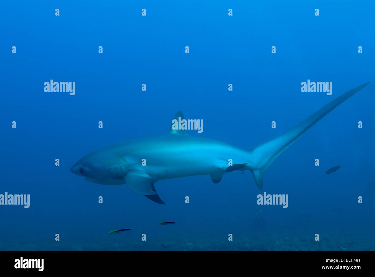 Requin Renard Commun Banque d'image et photos - Alamy