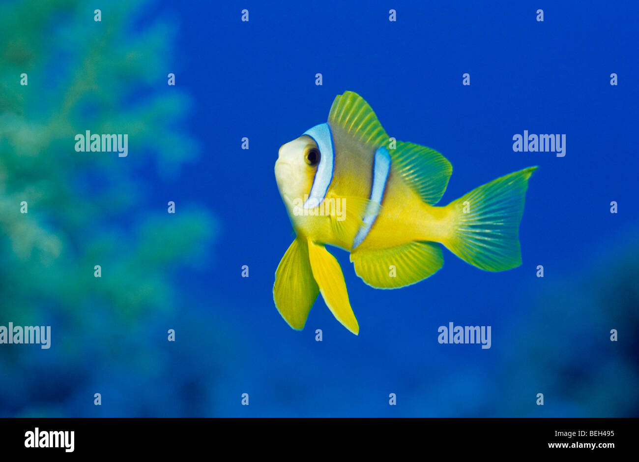 Mer rouge, poisson clown Amphiprion bicinctus, Hurghada, Red Sea, Egypt ...